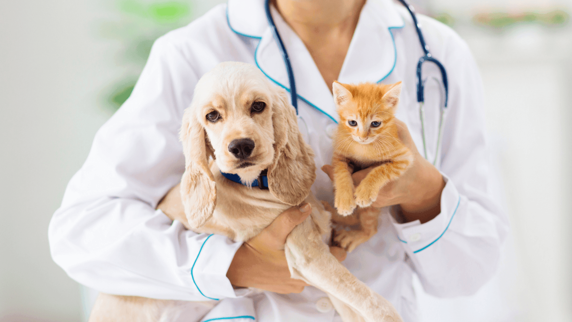 7 Best Online Vet-On-Demand Platforms Every US Pet Parent Should Know