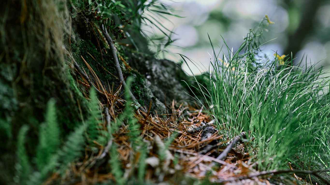 How Can You Use Elementor’s Free Website Builder Templates?